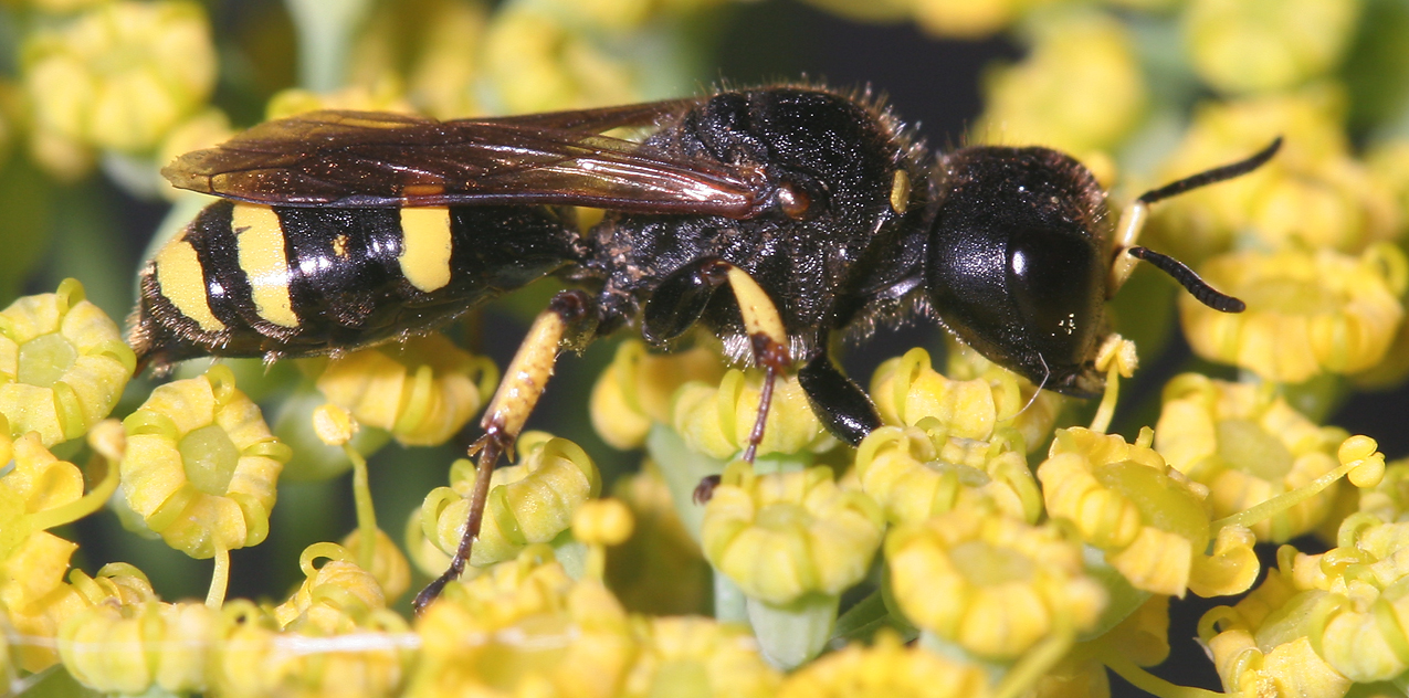 Ectemnius continuus | BWARS